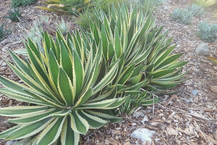 Agave lophantha quadricolor