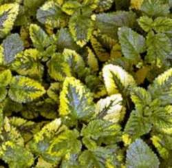 The Herb Patch | Herb Plants delivered direct.