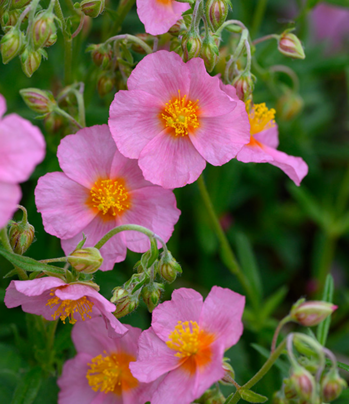 (0.5m x 0.5m) Helianthemum Lawrensons Pink