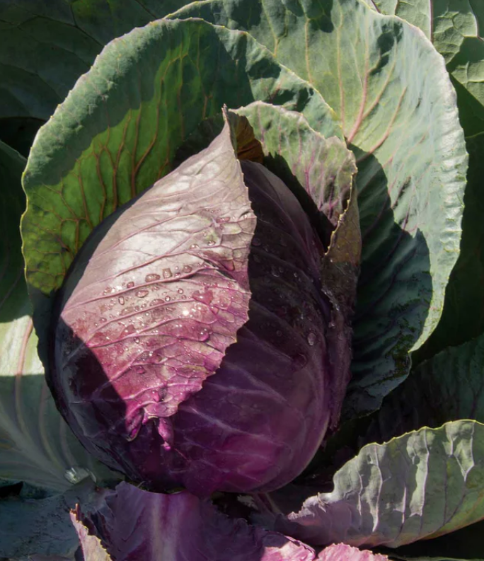 (0.5m x 0.5m) Cabbage Red Flame