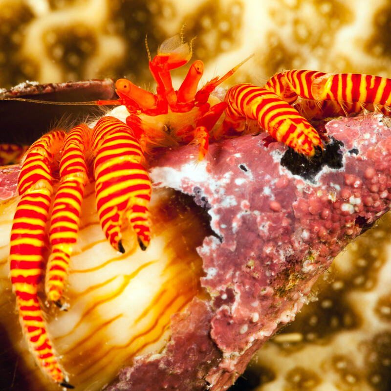 Saltwater Invertebrates