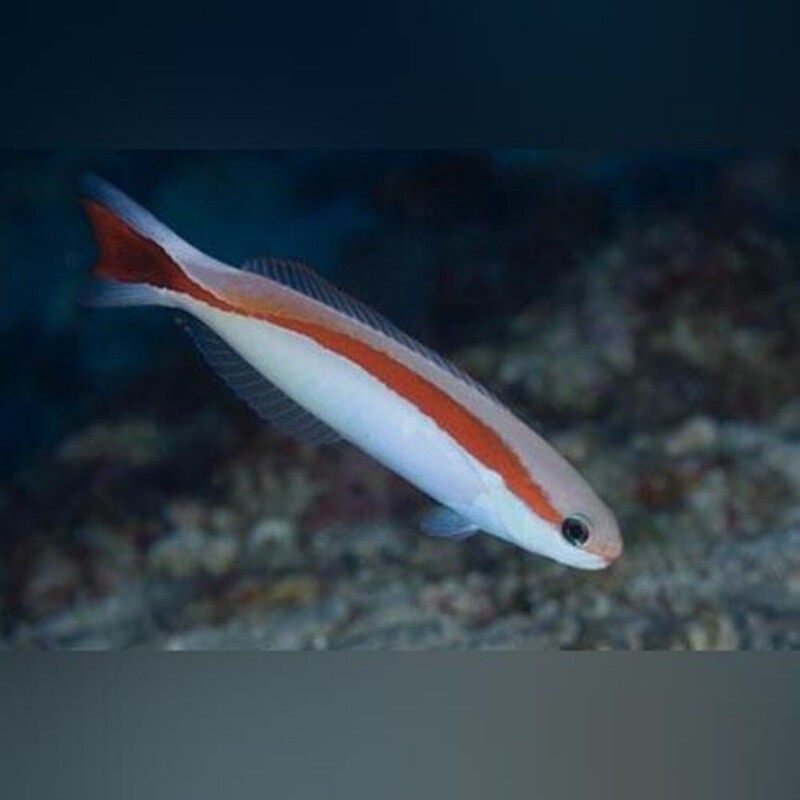 Skunk Tile Goby