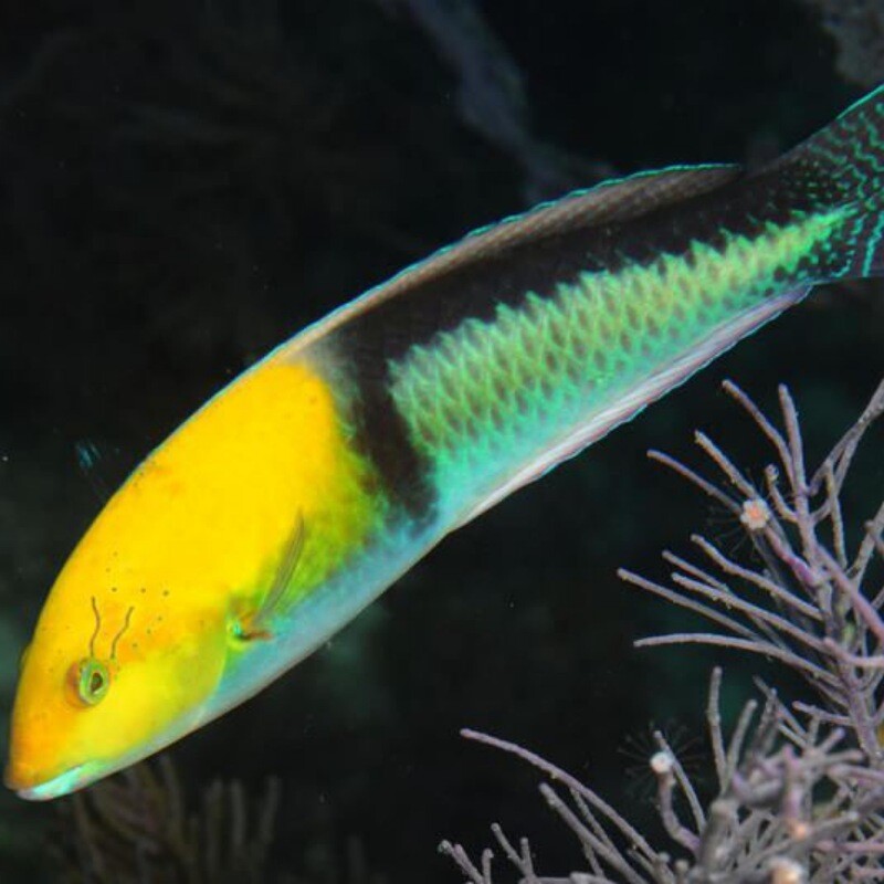 Yellowhead Wrasse