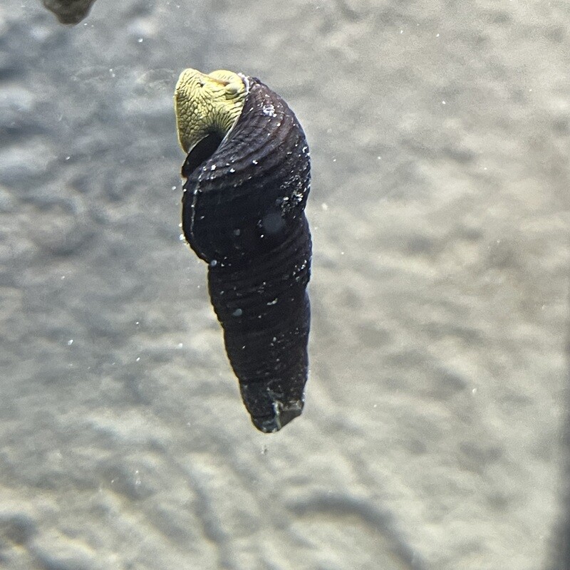 Yellow Poso Rabbit Snail
