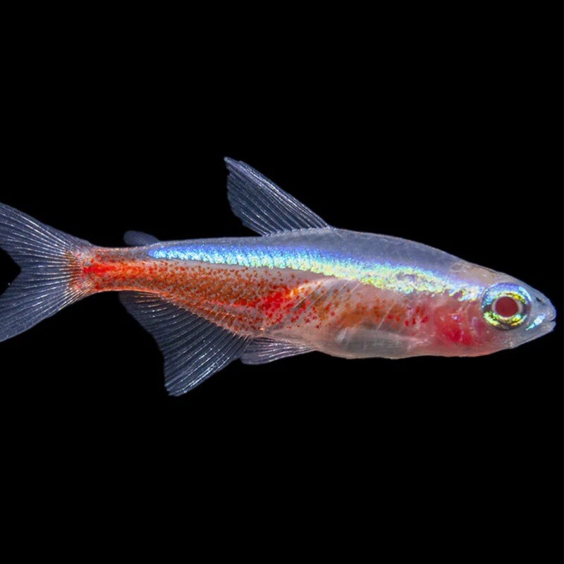 Tetra Albino Cardinal Purple Eye Captive Bred