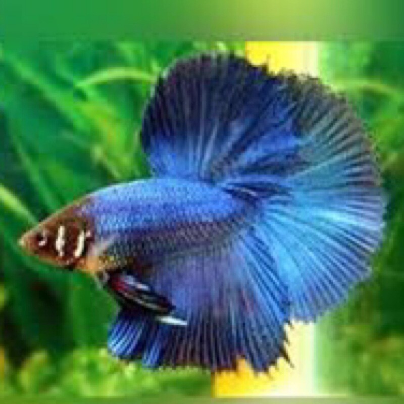 Betta Half Moon