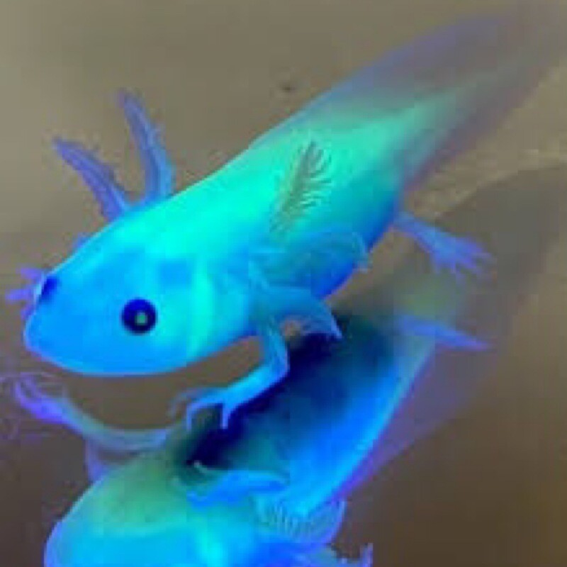 Green Fluorescent Protein Axolotl (locally aqua-cultured)