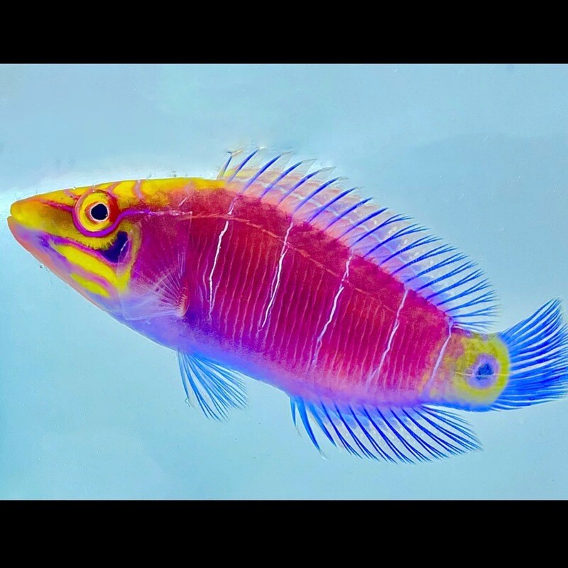 Mystery Wrasse