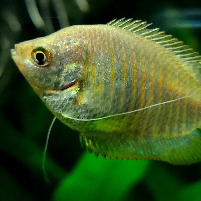 Female Dwarf Gourami