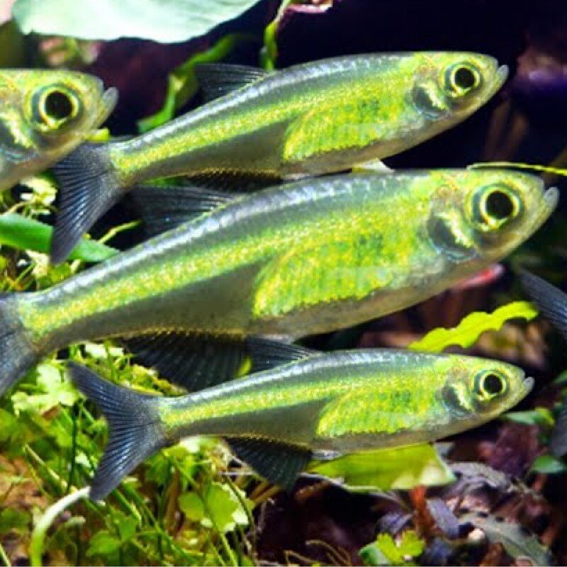 Green Kubotai Rasbora