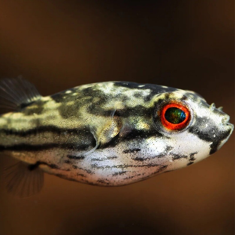 Redeye Puffer - Carotetradon loreti