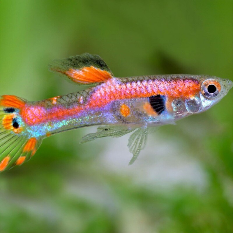 Pink Scarlet Endlers - Male