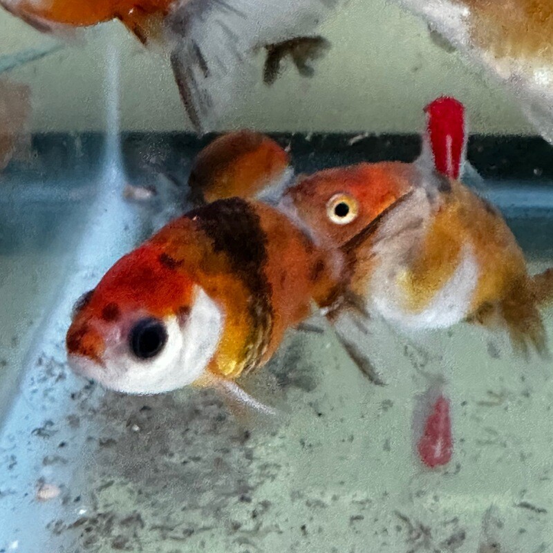 Ranchu Calico goldfish
