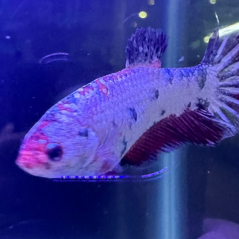 Betta Delta Female