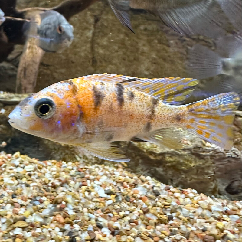 OB Peacock Cichlid