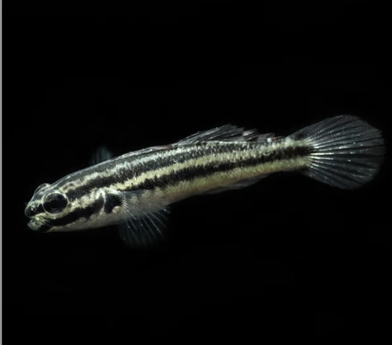 Biota Captive Bred Link's Goby - Amblygobius linki