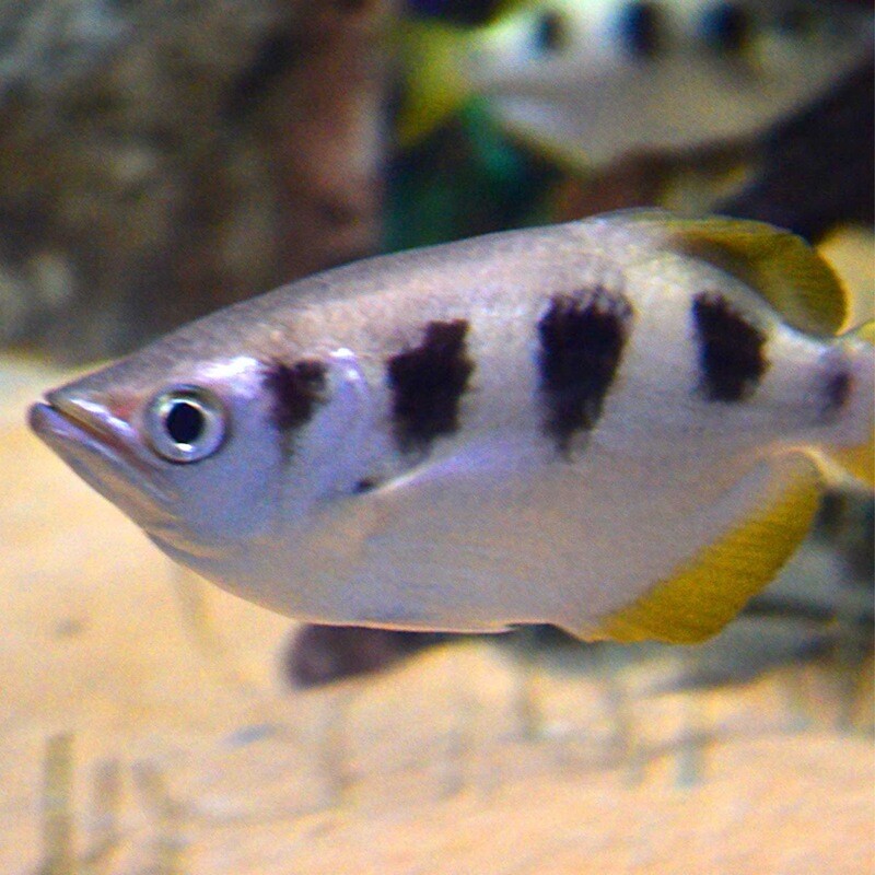 Banded Archerfish
