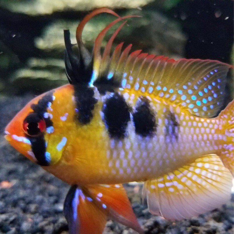 Highfin German Blue Ram