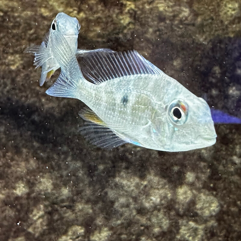Threadfin Geophagus (Acanrichthys heckeli)