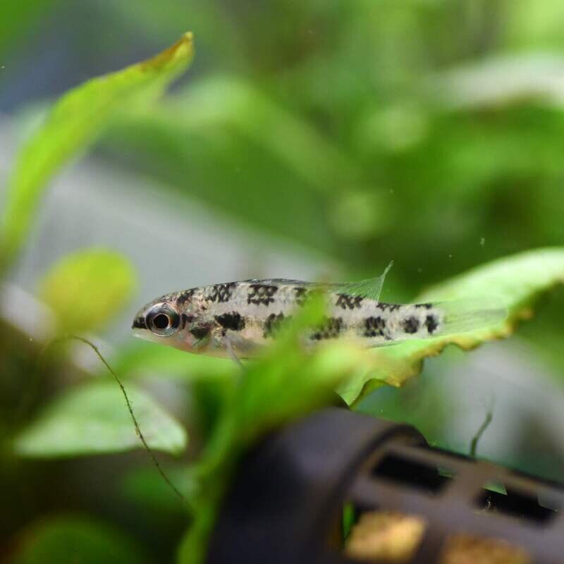 Checkerboard Cichlid Juvenile - Dicrossus filamentosus