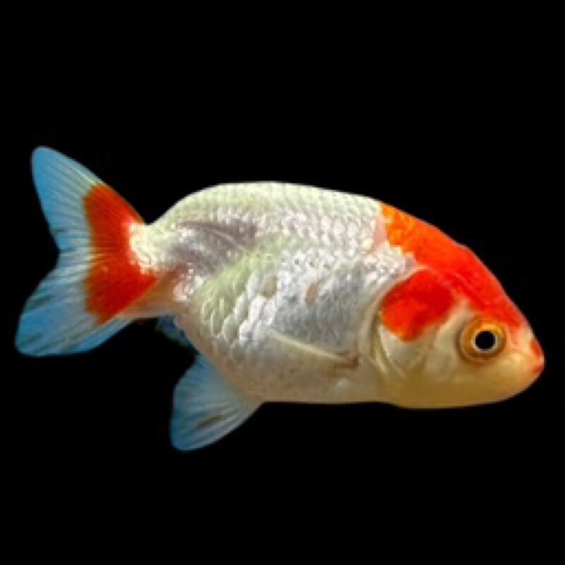 Ranchu Goldfish assorted