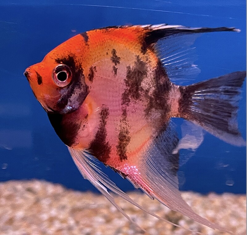 Red Devil Angelfish - Pterophyllum scalare