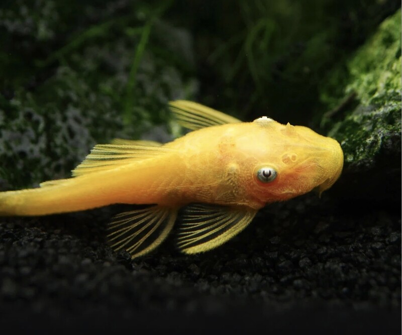 L144B Blue Eye Golden Bristlenose Pleco (Ancistrus sp.)