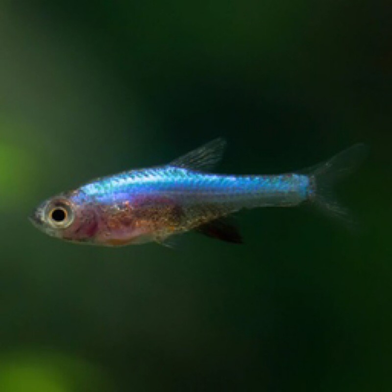 Blue Axelrodi Rasbora