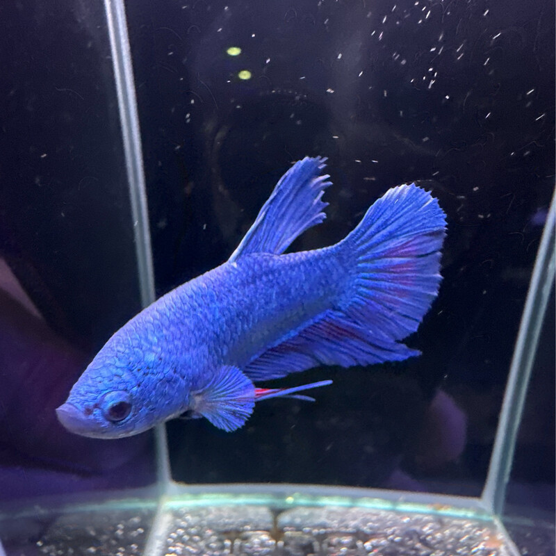 Betta King Plakat Blue Red wash