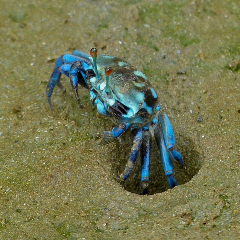 Blue Fiddler Crab