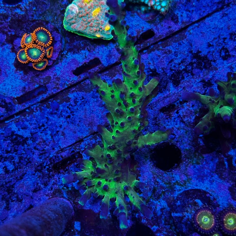 Myagi Tort Acropora frags