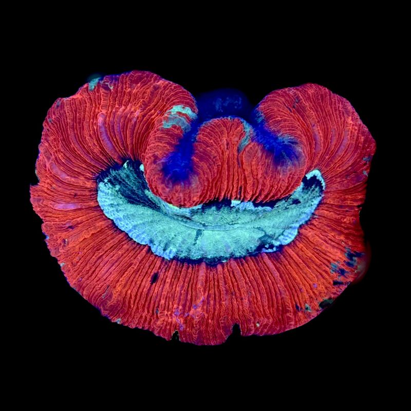 Red Trachyphyllia wysiwyg