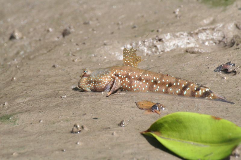 Blue Dragon Mudskipper (Boleophthalmus boddarti)