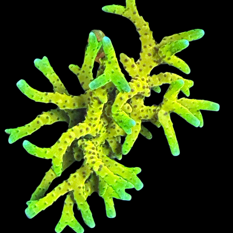 Goldenrod Anacropora Mini Colonies 3 Sizes