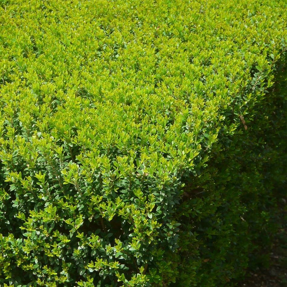 Myrtus communis var. microphylla