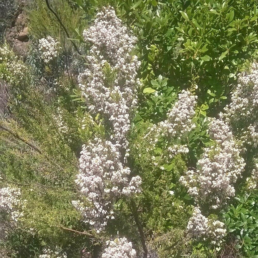 Erica arborea