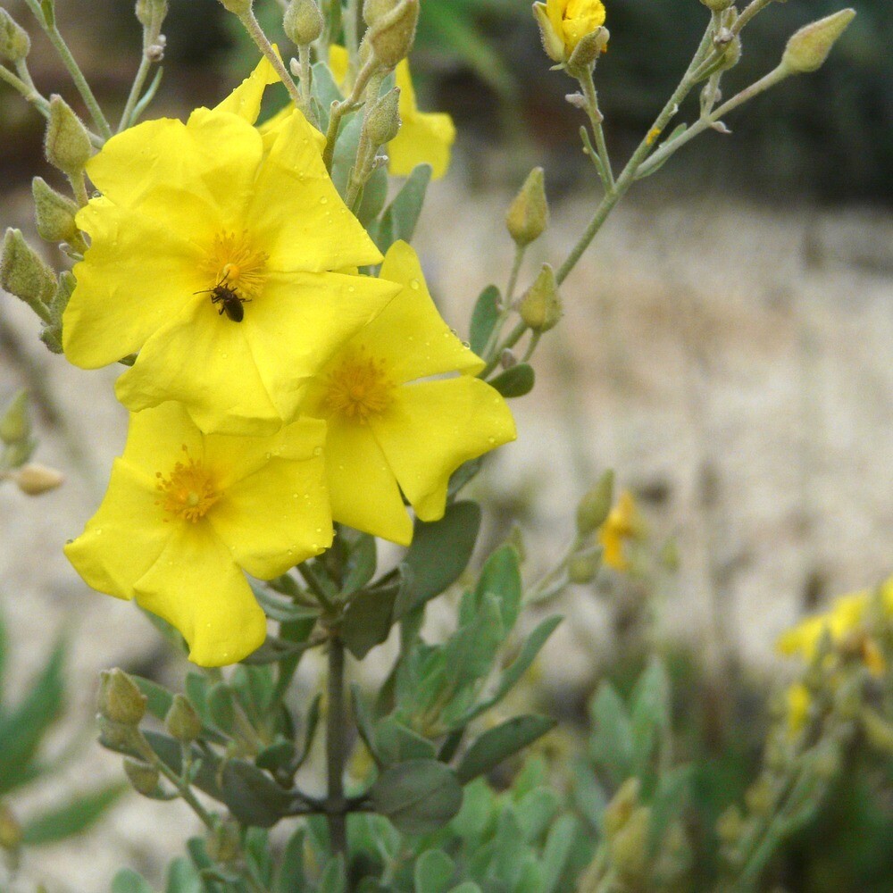 Halimium halimifolium