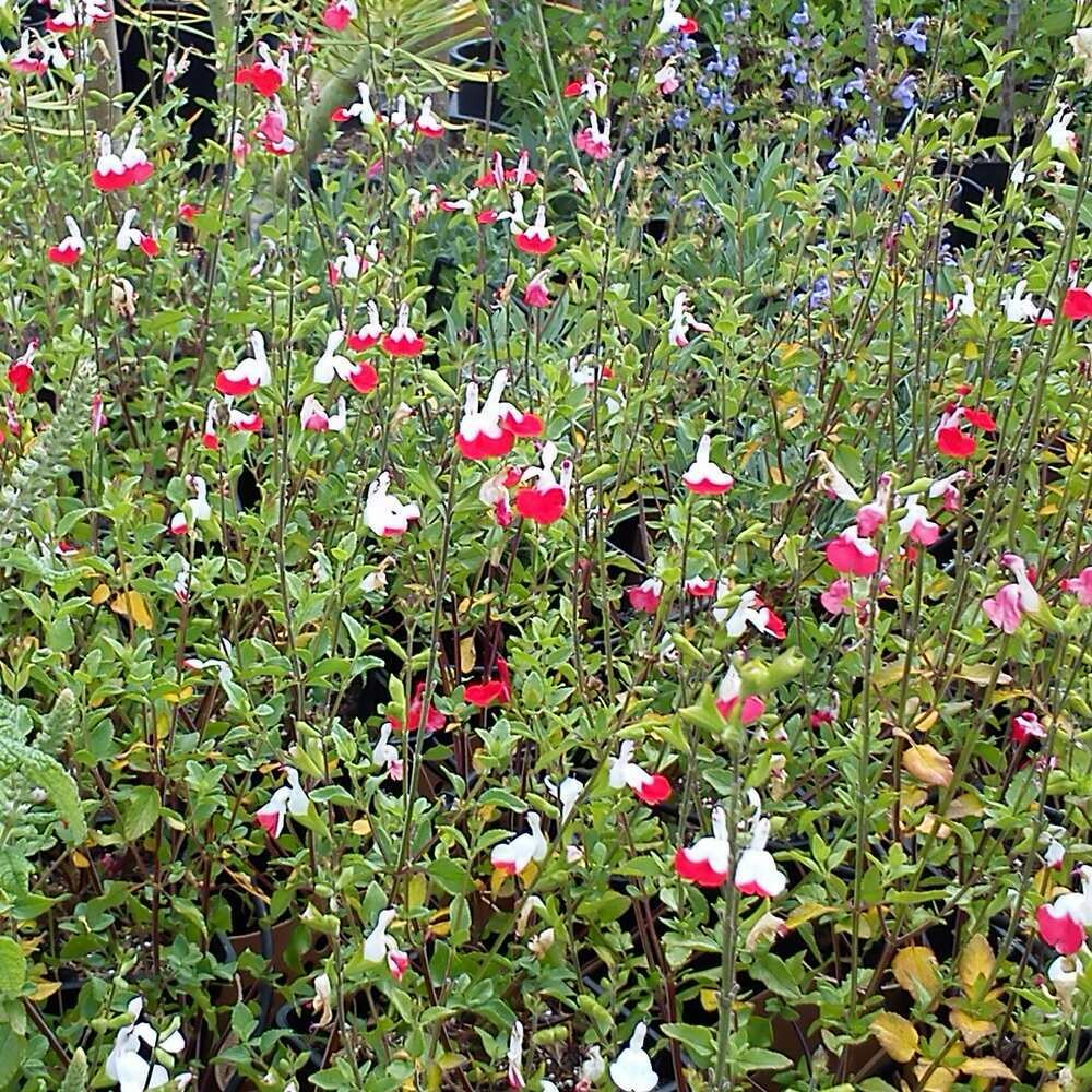 Salvia microphylla 'Hot lips'