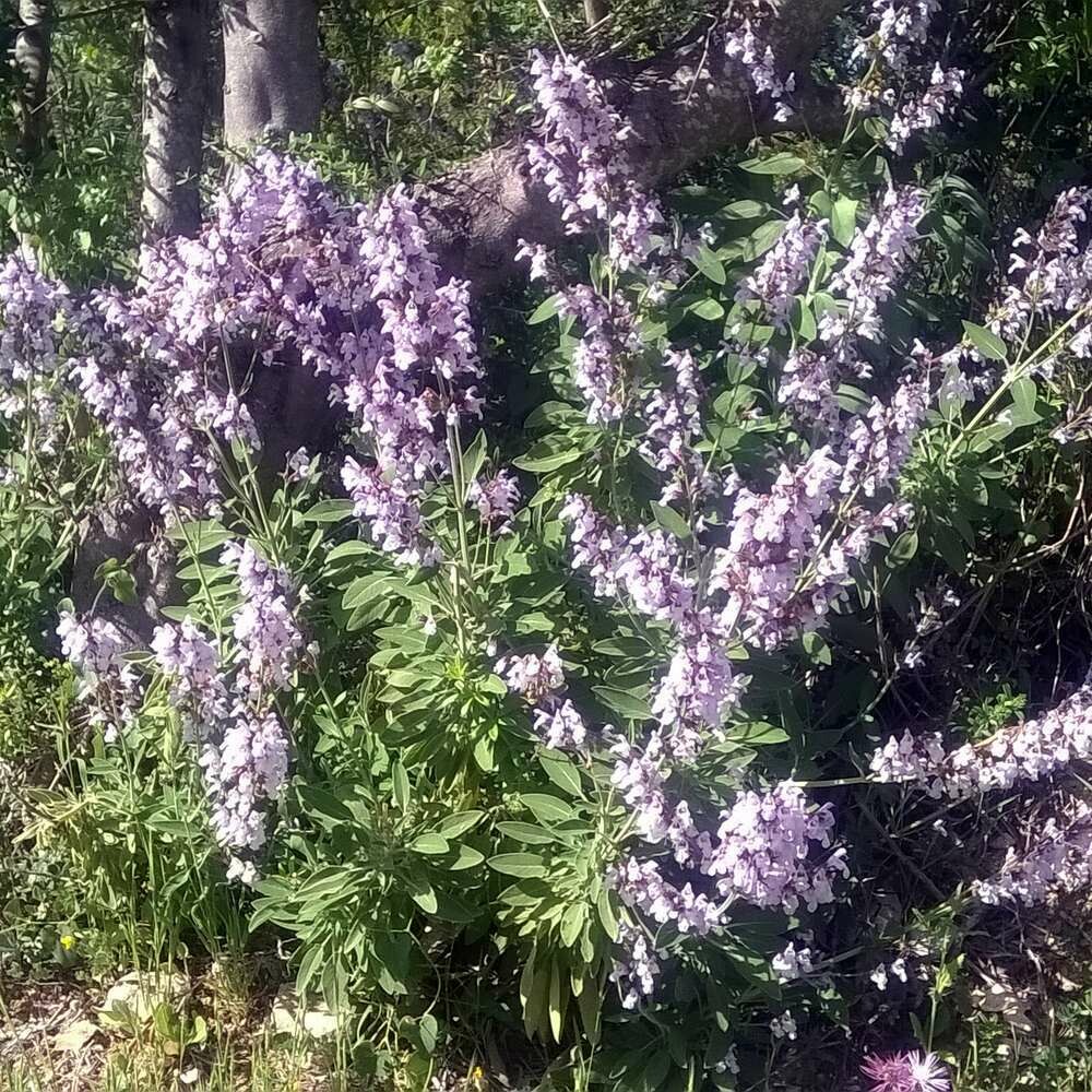 Salvia officinalis