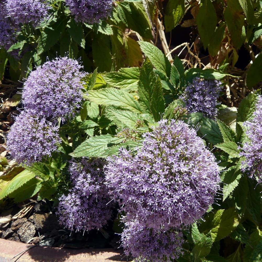 Trachelium caeruleum