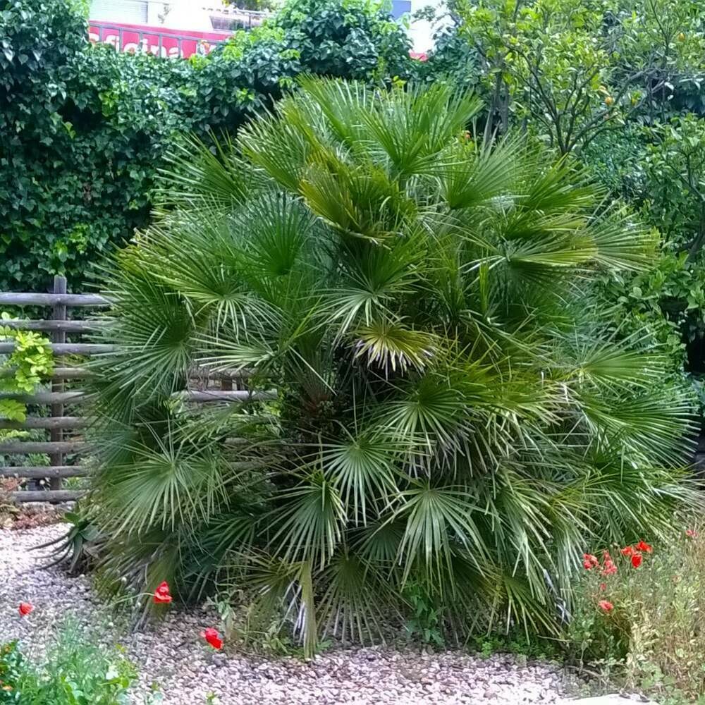 Chamaerops humilis