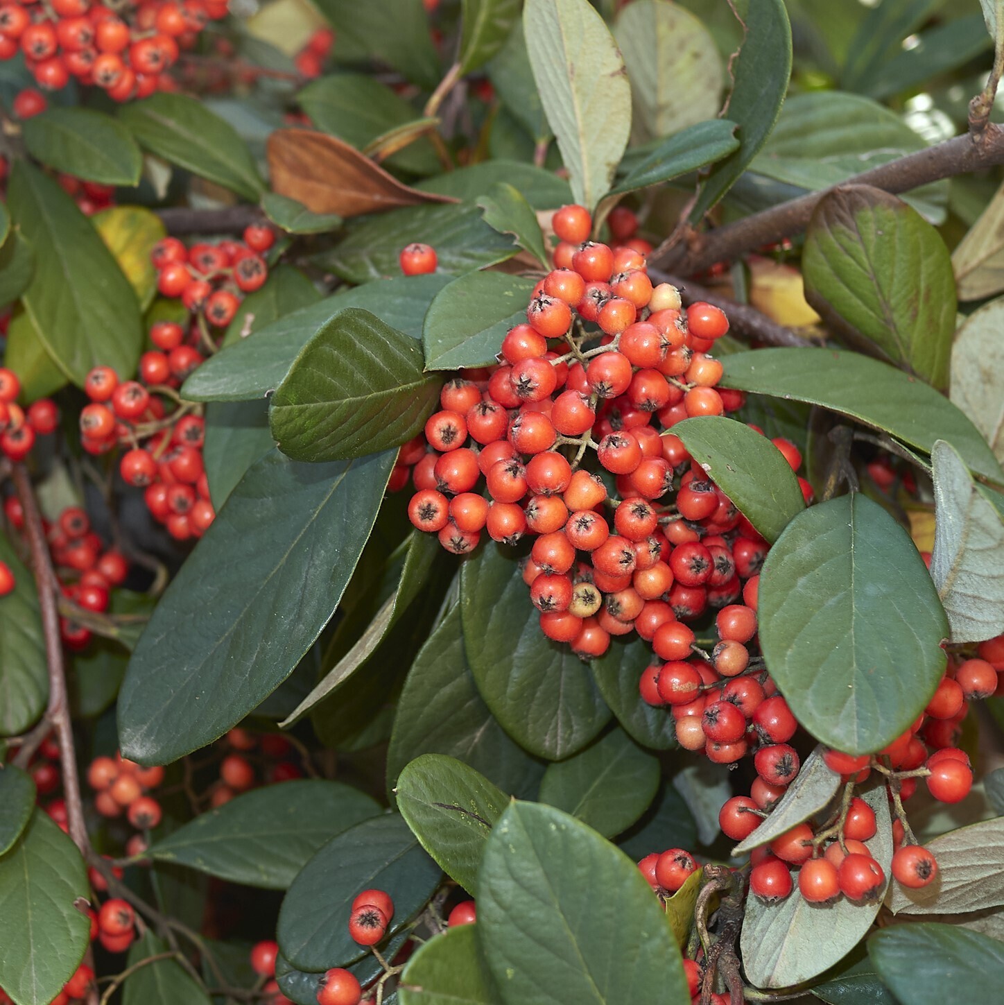 Cotoneaster lacteus