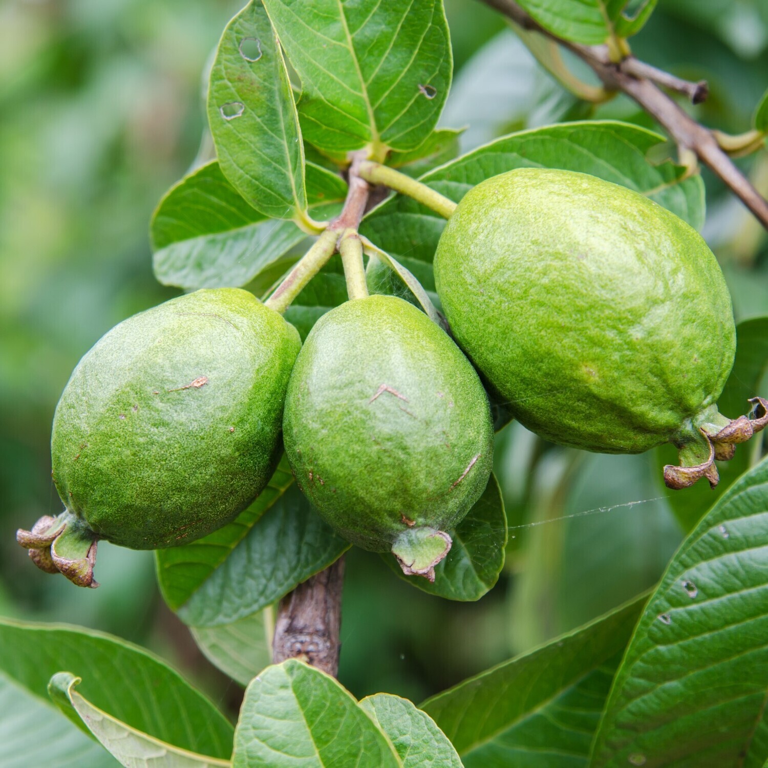 Psidium littorale (Lemon Guava)