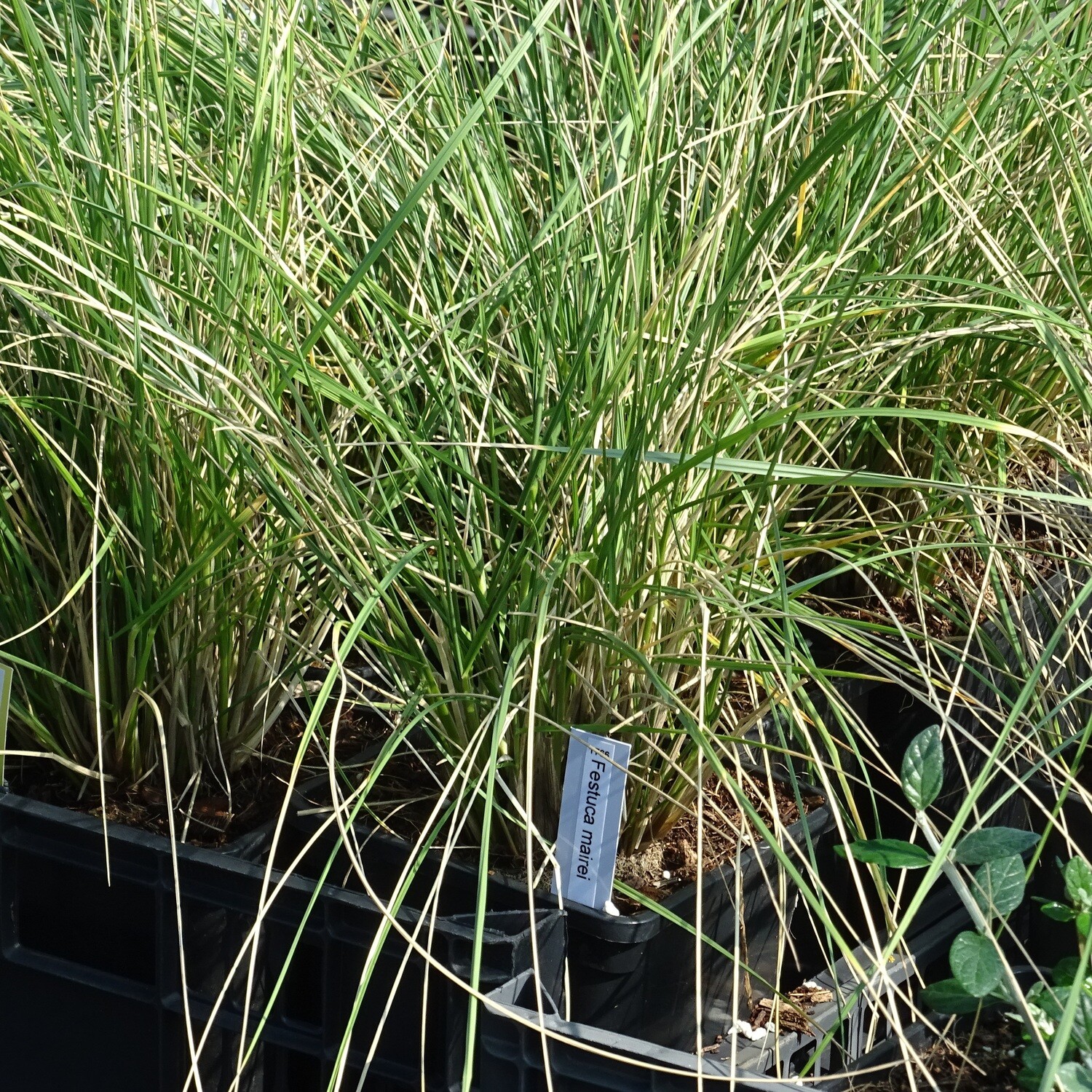 Festuca mairei