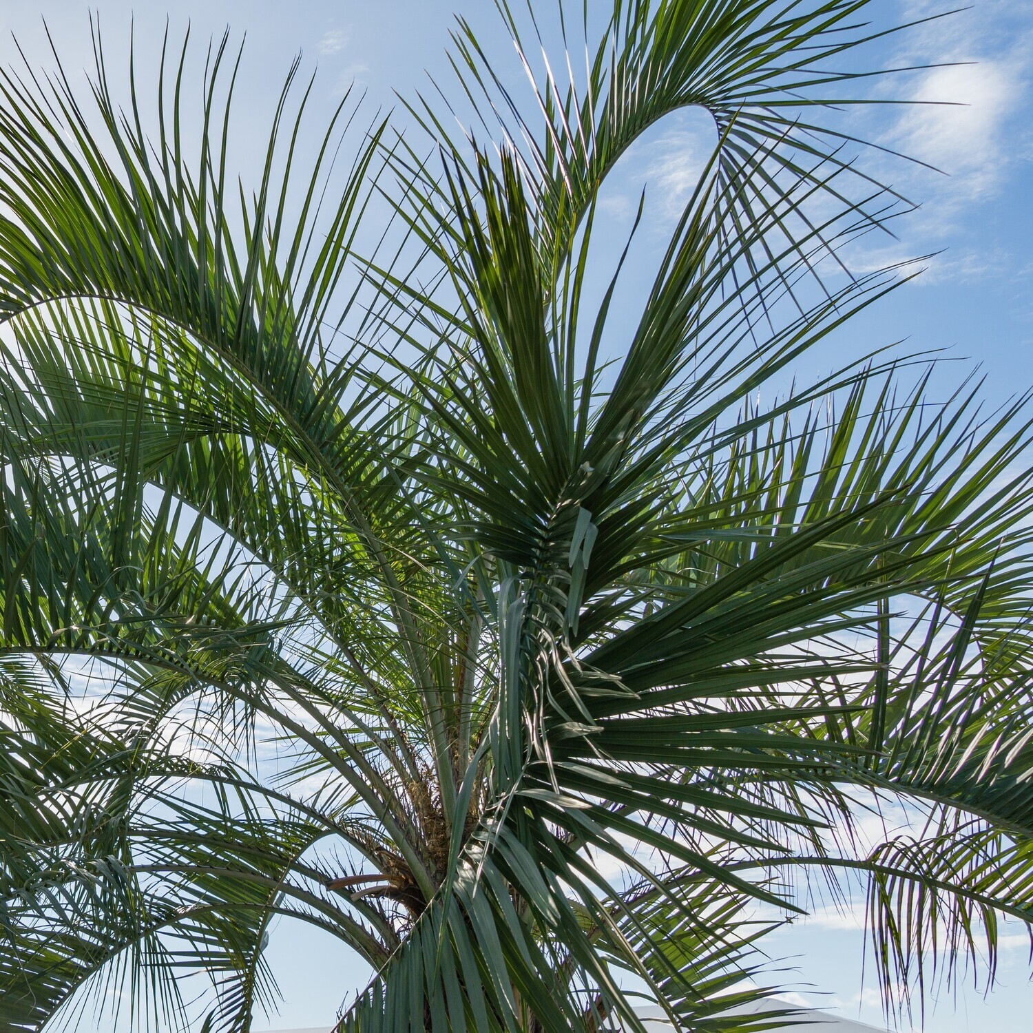 Butia odorata (Butia capitata)