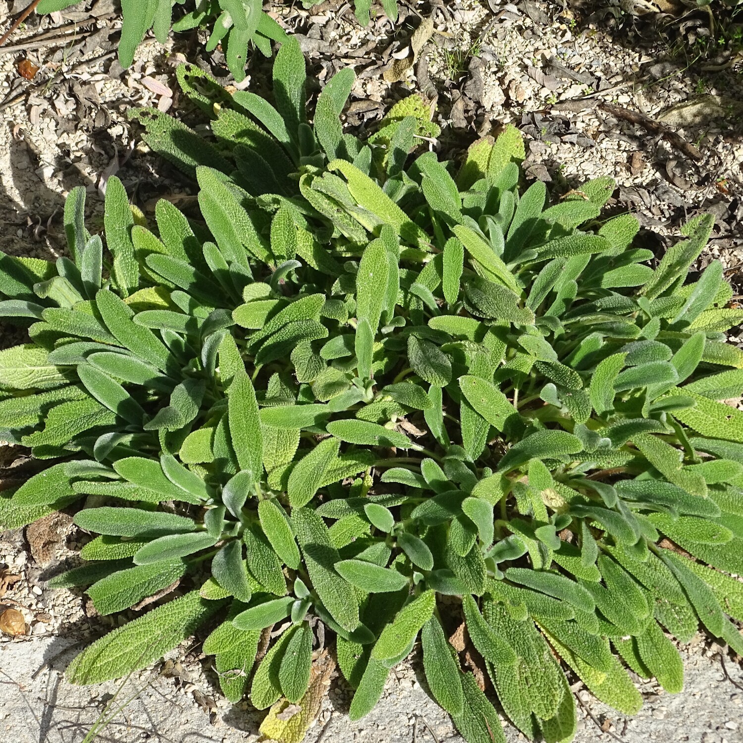 Stachys cretica