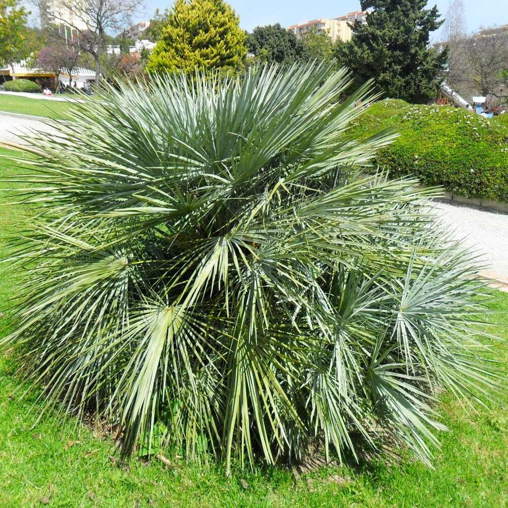 Chamaerops humilis var. cerifera