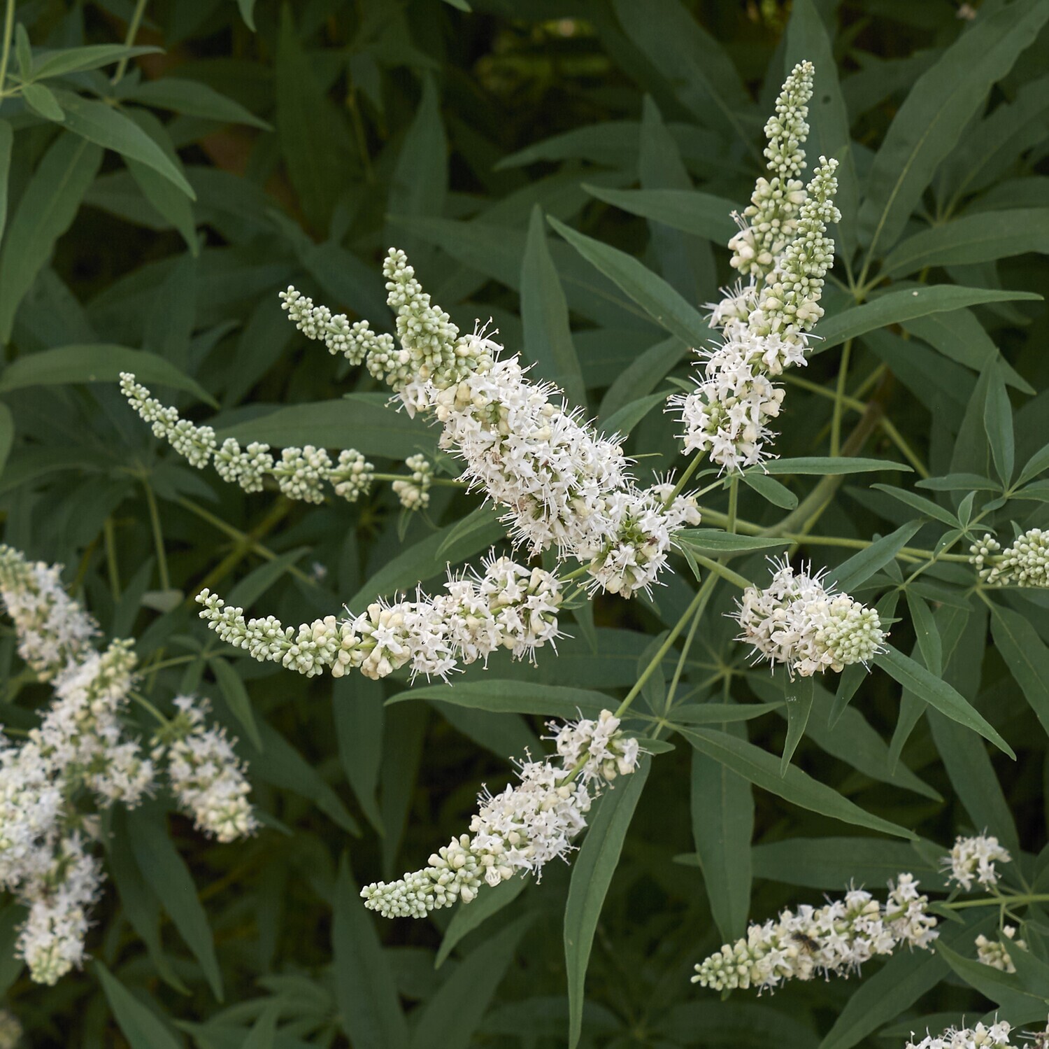 Vitex agnus castus alba