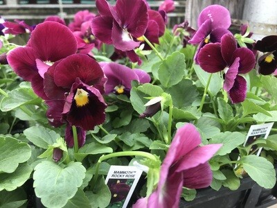 Lancaster Greenhouse & Nursery + New Leaf Market | Ohio-Based