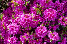 Shrubs Complete List | Our Online Store | Lancaster Greenhouse & New ...